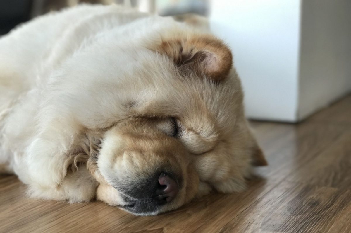 These 15 Sleepy Dog Breeds Will Make You Heavy-Eyed In No Time