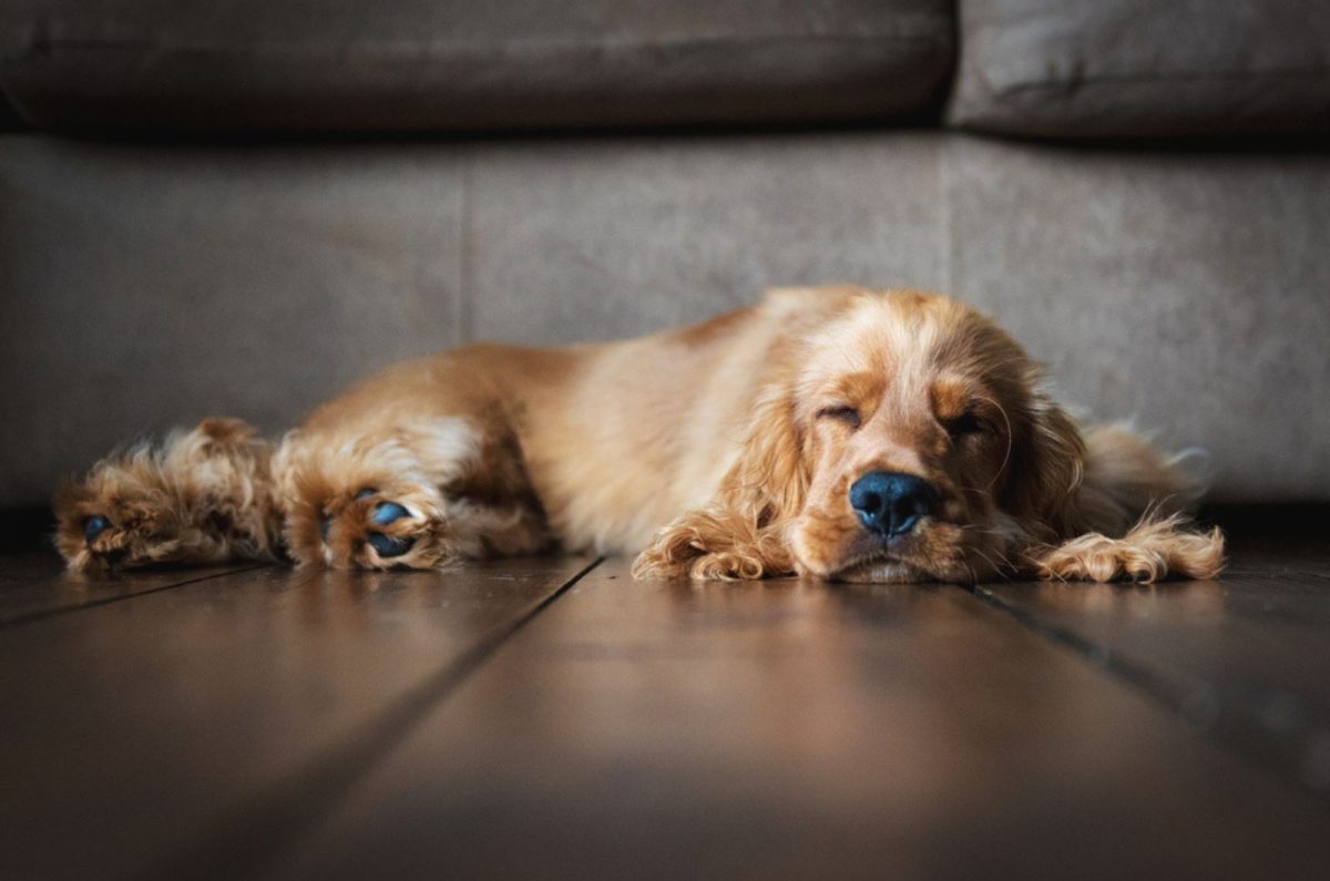 These 15 Sleepy Dog Breeds Will Make You Heavy-Eyed In No Time