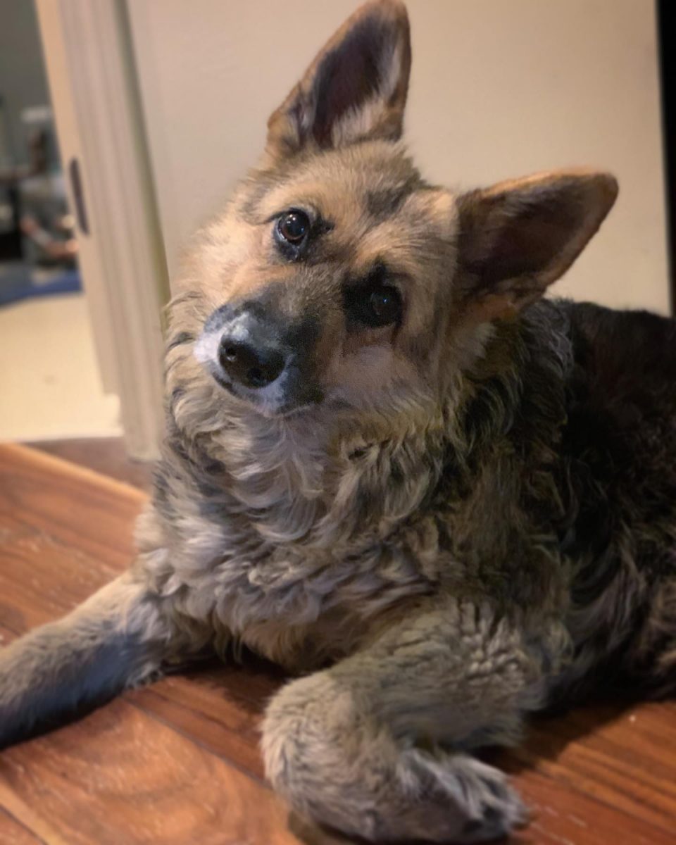 Do Dwarf German Shepherds Even Exist?