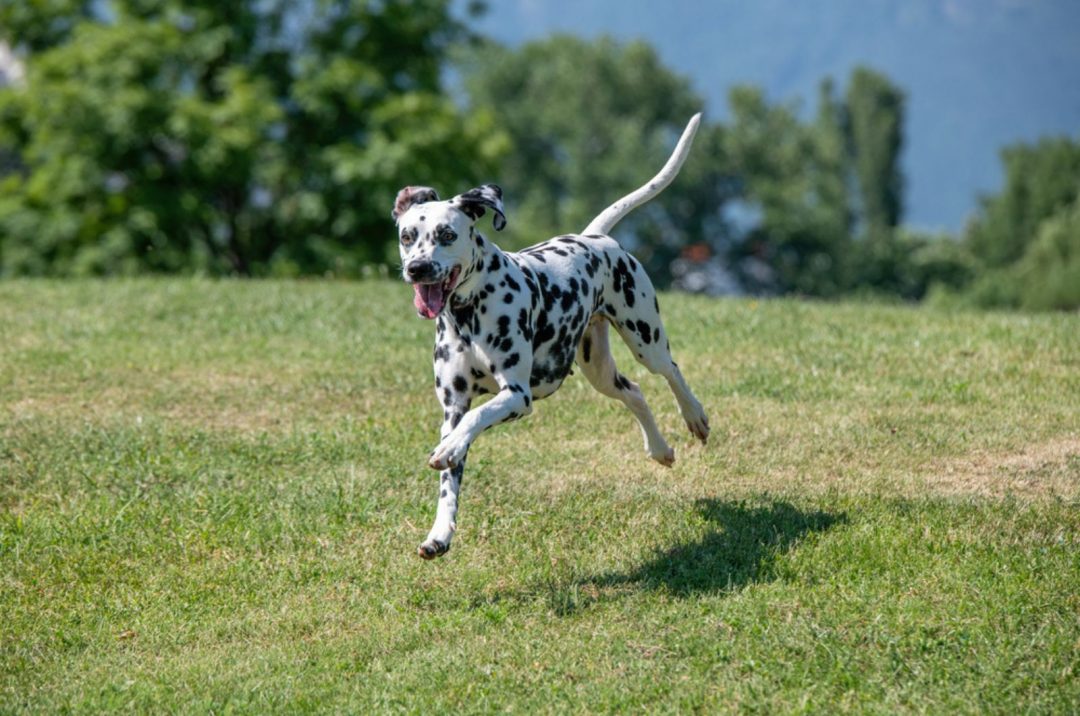 5 Fundamental Reasons Why Are Dalmatians Fire Dogs