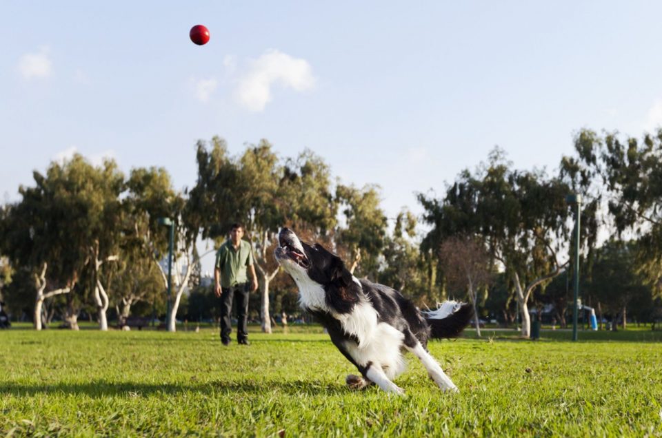 11 Fun Activities To Do With Your Dog, Indoors And Outdoors