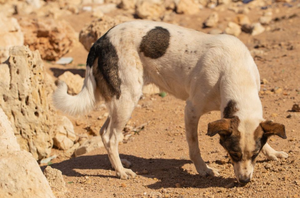 9 Reasons Why Your Dog Eats Rocks