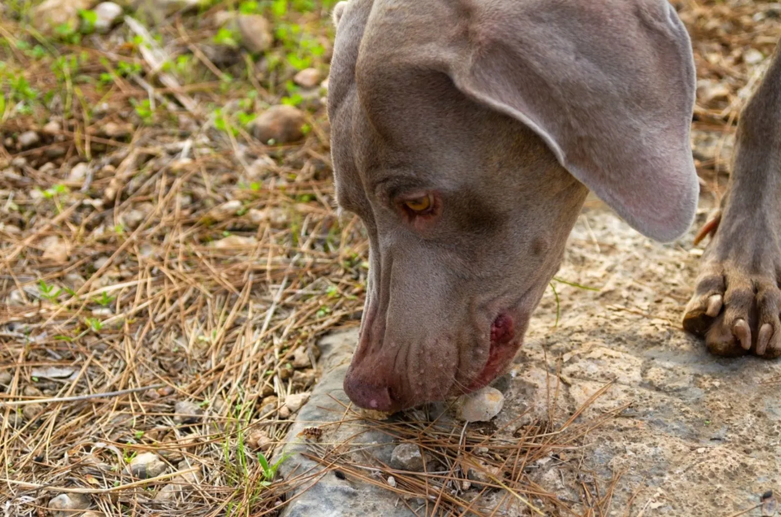 9 Reasons Why Your Dog Eats Rocks
