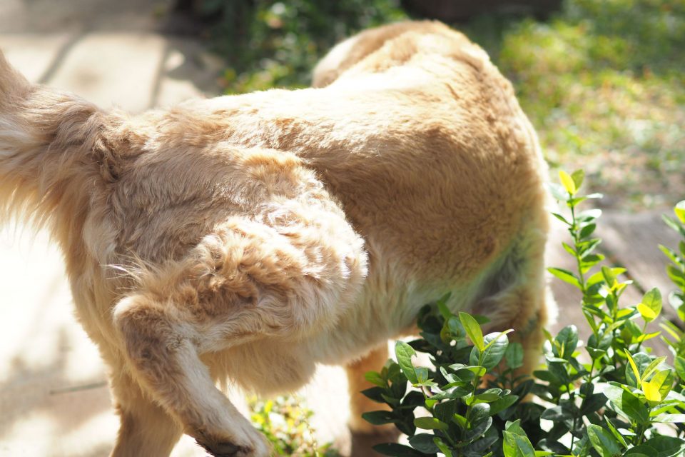 5 Reasons Behind Your Dog Peeing On Your Bed