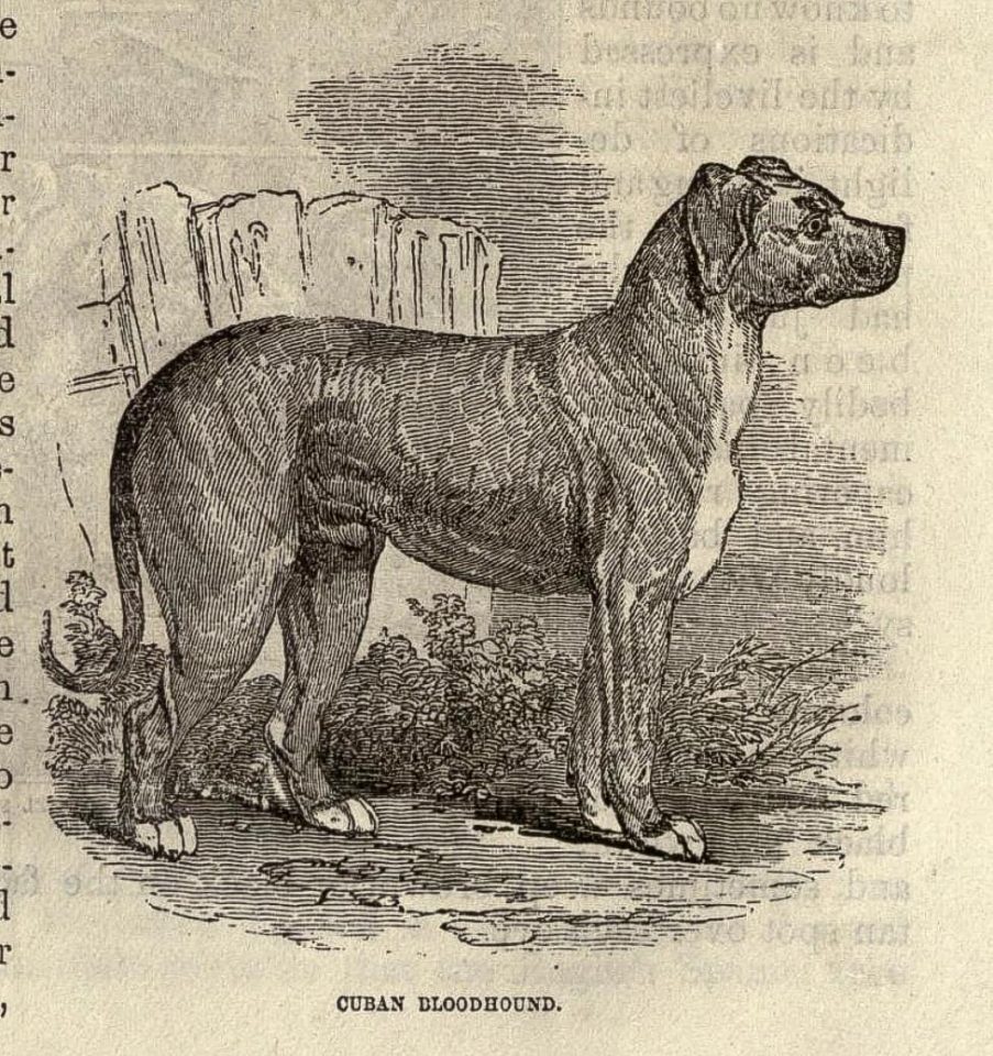 26 Extinct Dog Breeds Whose Memory Lives On (With Pictures)