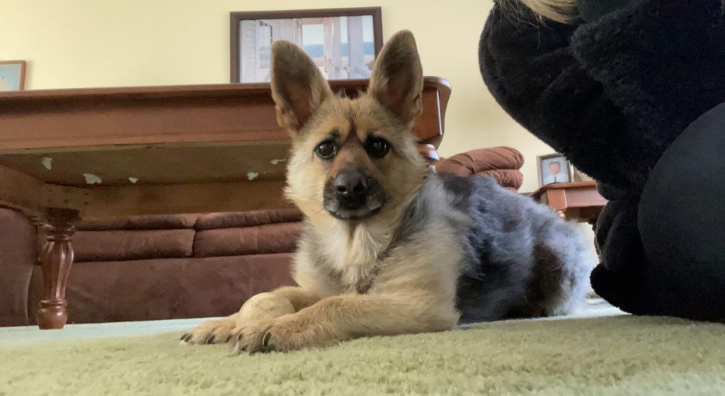 Do Dwarf German Shepherds Even Exist?