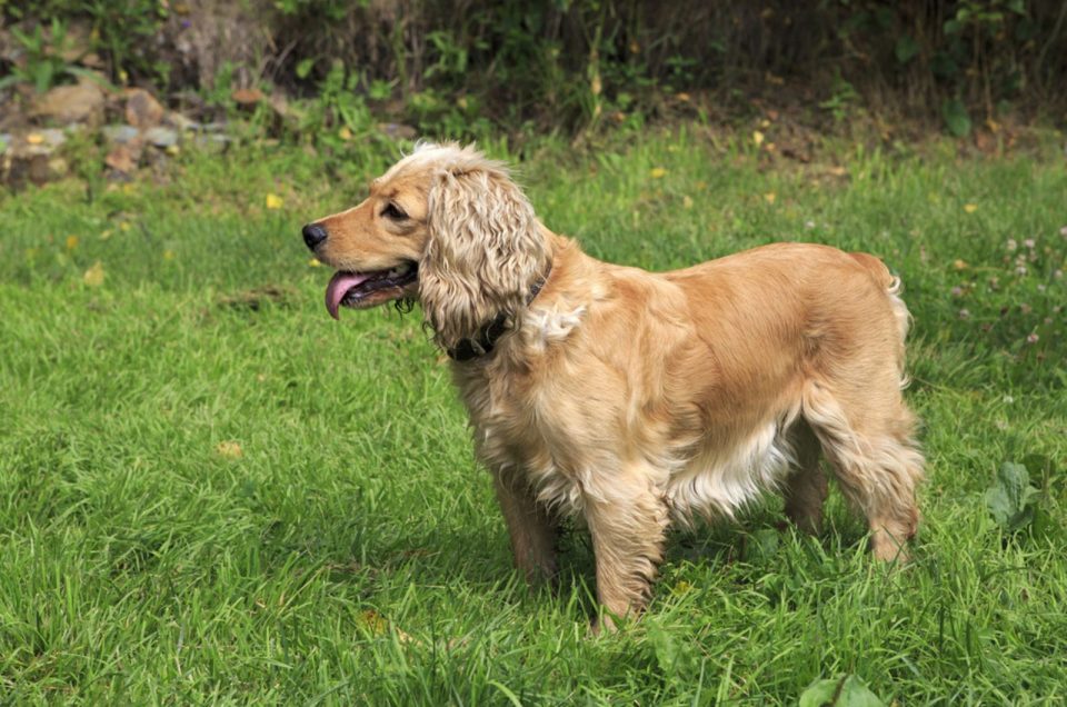 17 Best AKC Hunting Dog Breeds With Flawless Ethics