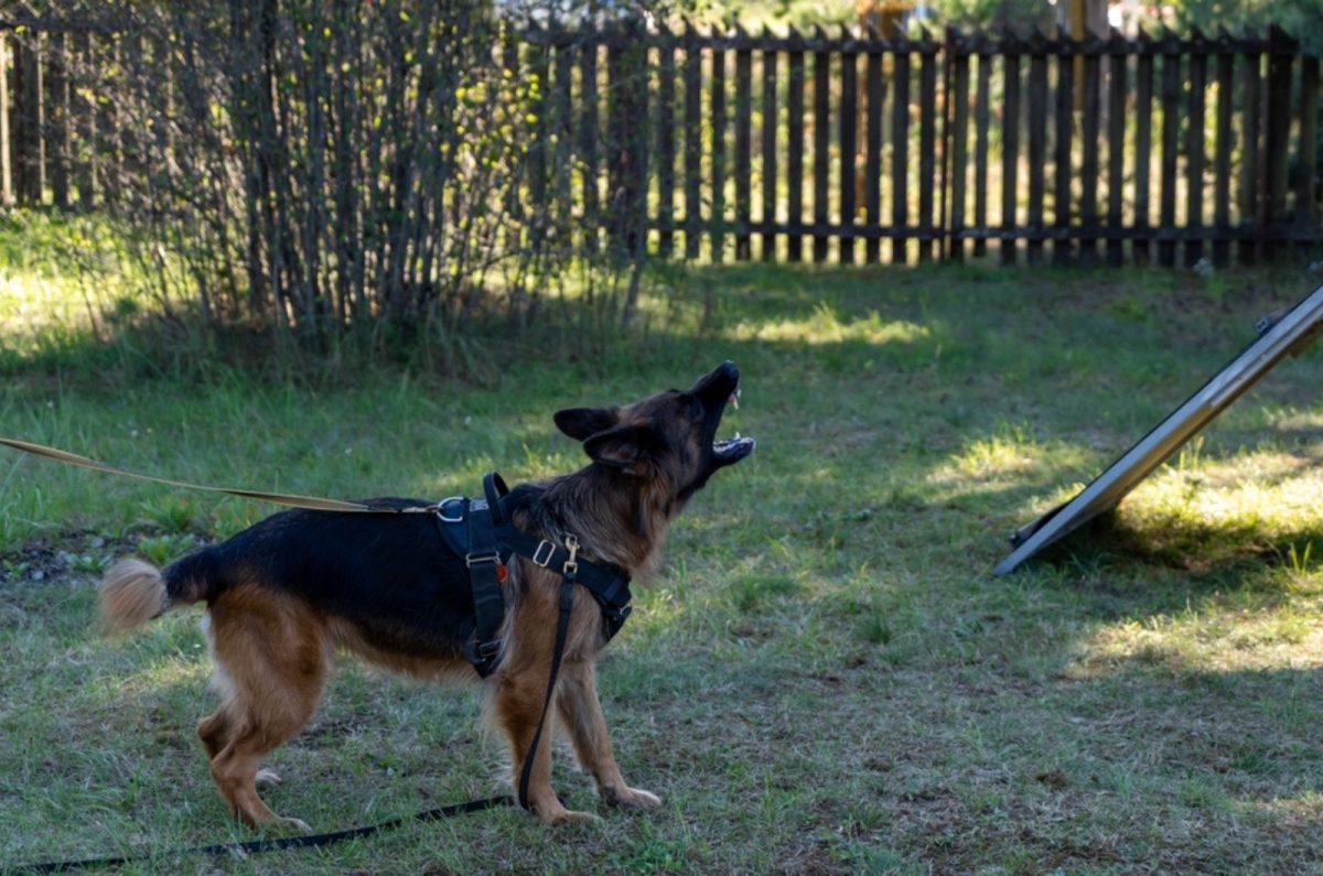 8 Reasonable Explanations For Why German Shepherds Are So Protective