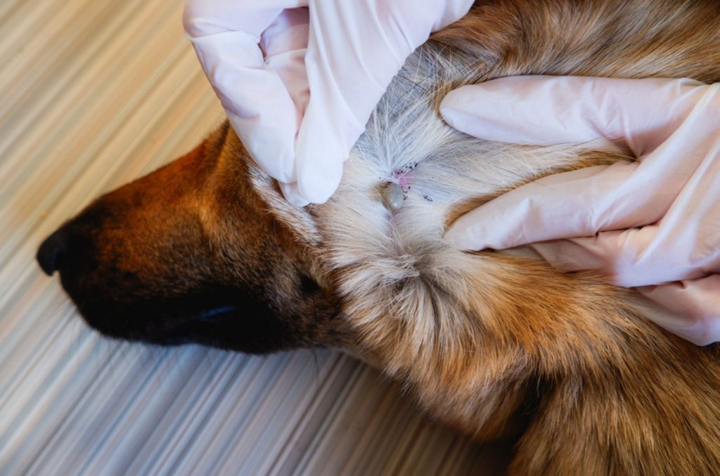 Everything You Need To Know About German Shepherd Allergies