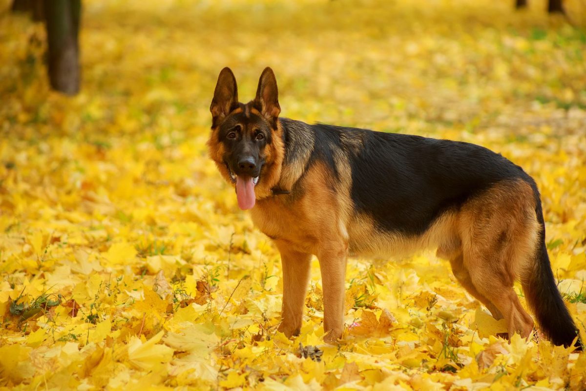 5 Must-Know German Shepherd Degenerative Myelopathy Symptoms