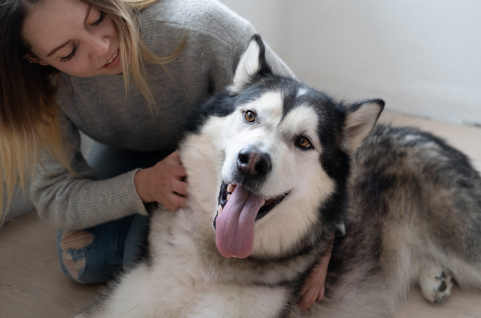 Should You Punish A Husky For Growling?
