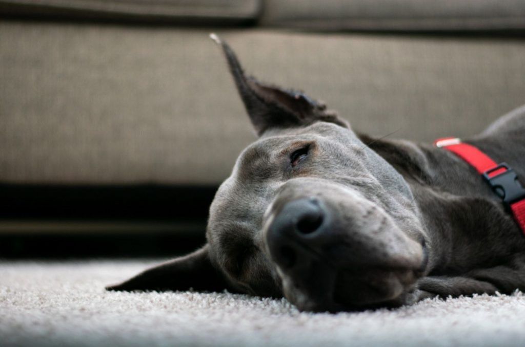These 15 Sleepy Dog Breeds Will Make You Heavy-Eyed In No Time