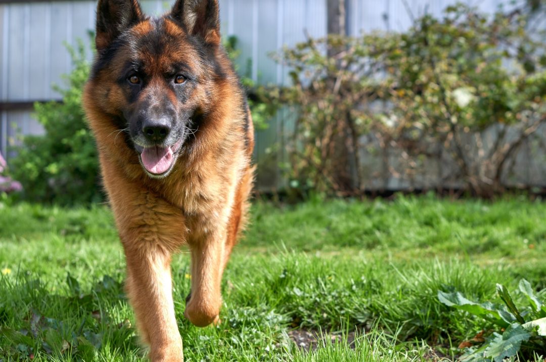 6 Explanations Of What Does German Shepherd Tail Wagging Mean
