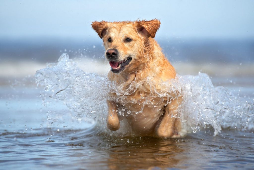 14 Dog Breeds That Like Water, Or Better Said, Love It