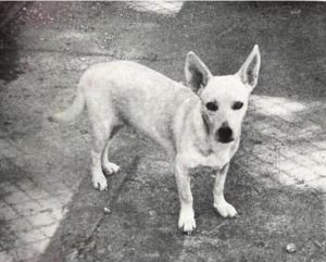 26 Extinct Dog Breeds Whose Memory Lives On (With Pictures)