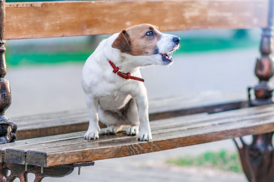Why Is My Dog Yelping For No Reason? 5 Explanations