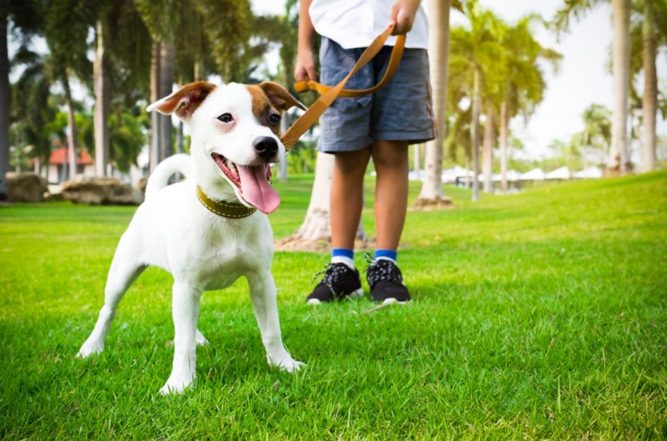 11 Fun Activities To Do With Your Dog, Indoors And Outdoors