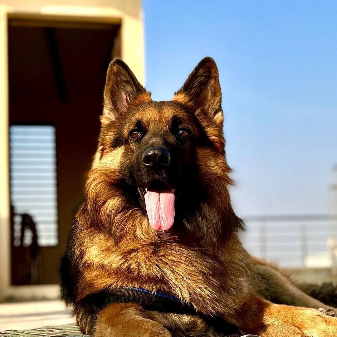 Everything About The King Shepherd