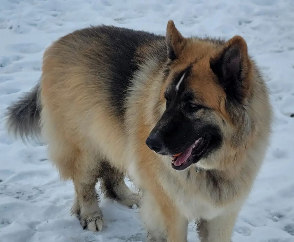 Everything About The King Shepherd