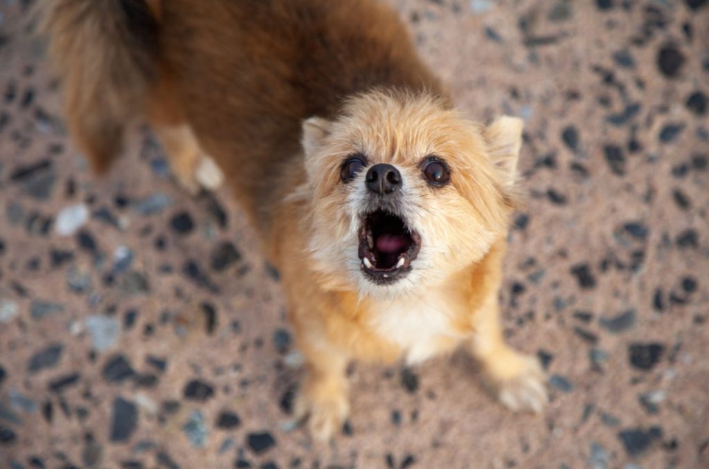 Decoding The 'Why Small Dogs Are So Aggressive' Dilemma