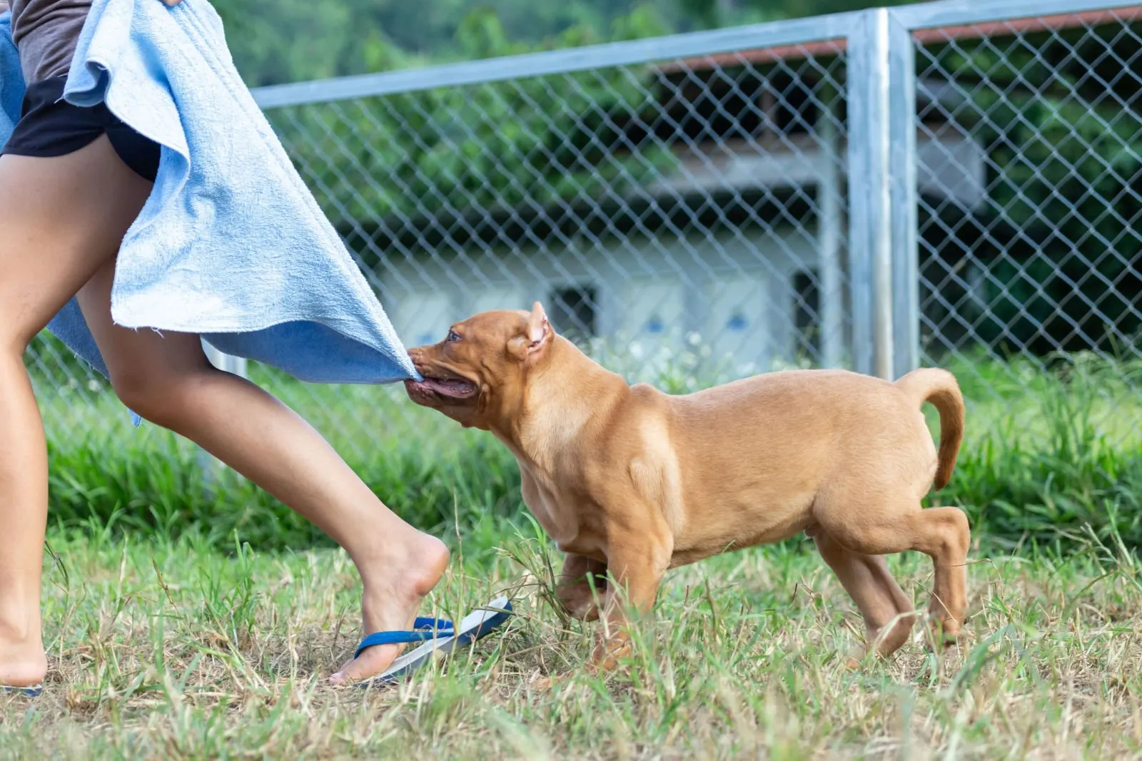 7 Proper Ways To Penalize Your Pitbull For Biting