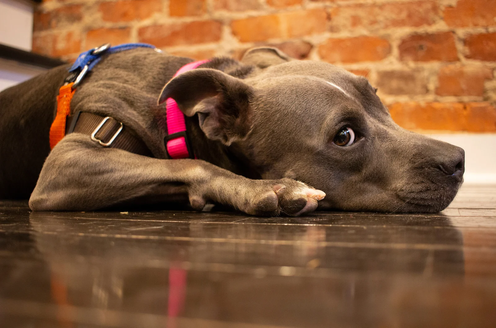 7 Proper Ways To Penalize Your Pitbull For Biting
