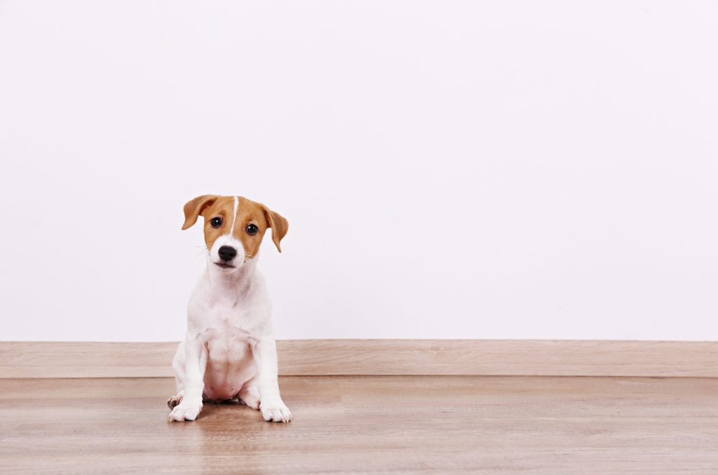 3 Steps To Stop A Puppy From Chewing On Walls