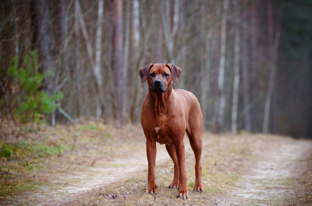 17 Best AKC Hunting Dog Breeds With Flawless Ethics