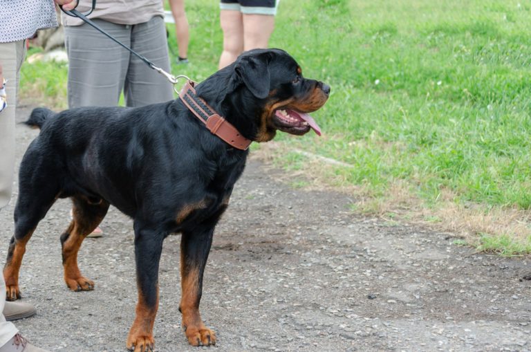 7 Things Rottweilers Love With All Their Heart And Soul