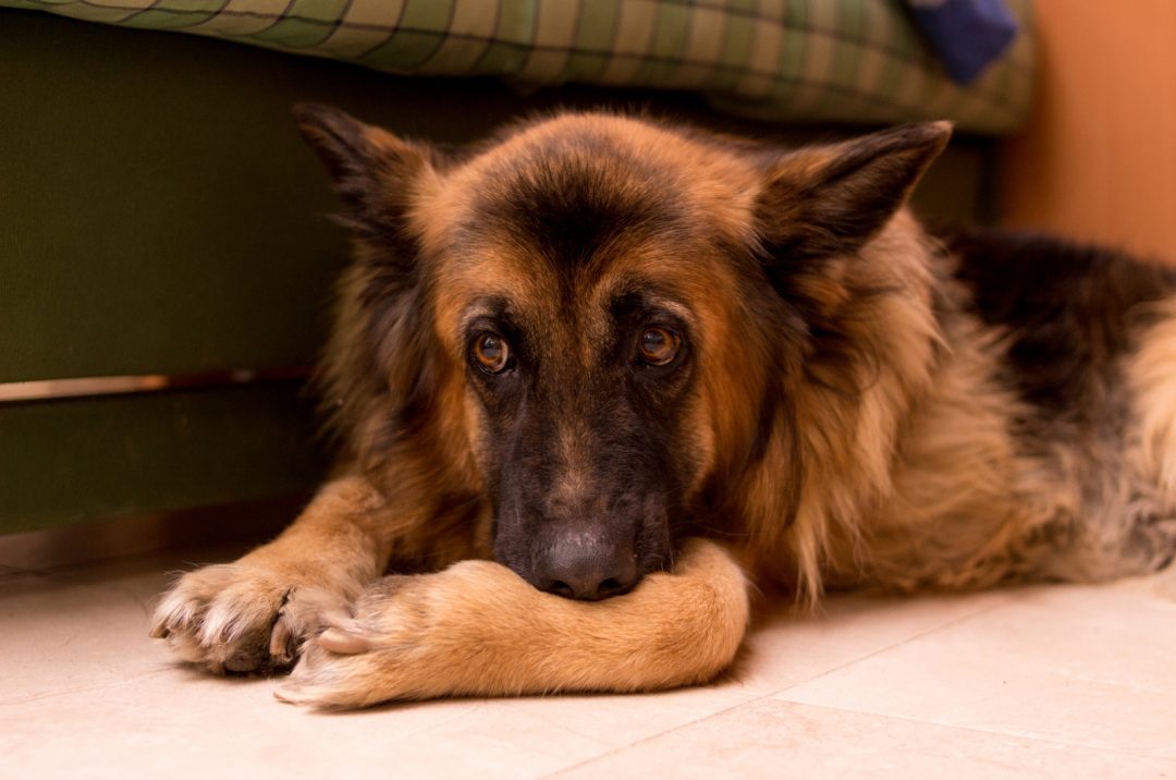 German Shepherd Ear Infections Are Not A Piece Of Cake
