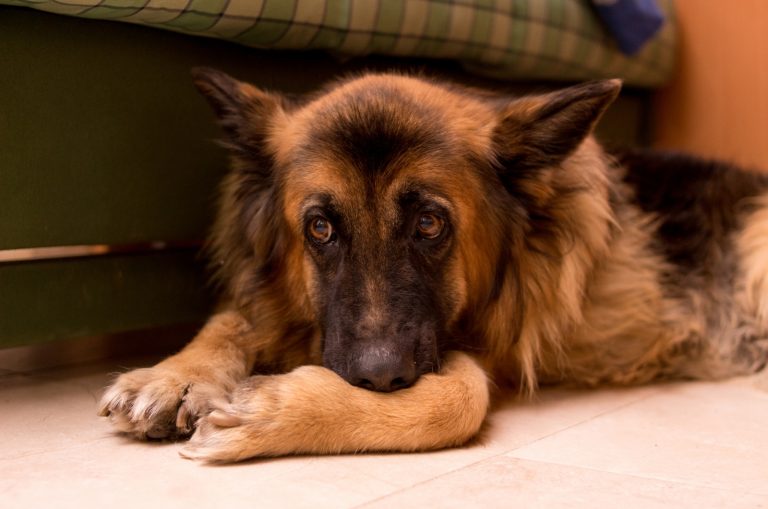 German Shepherd Ear Infections Are Not A Piece Of Cake