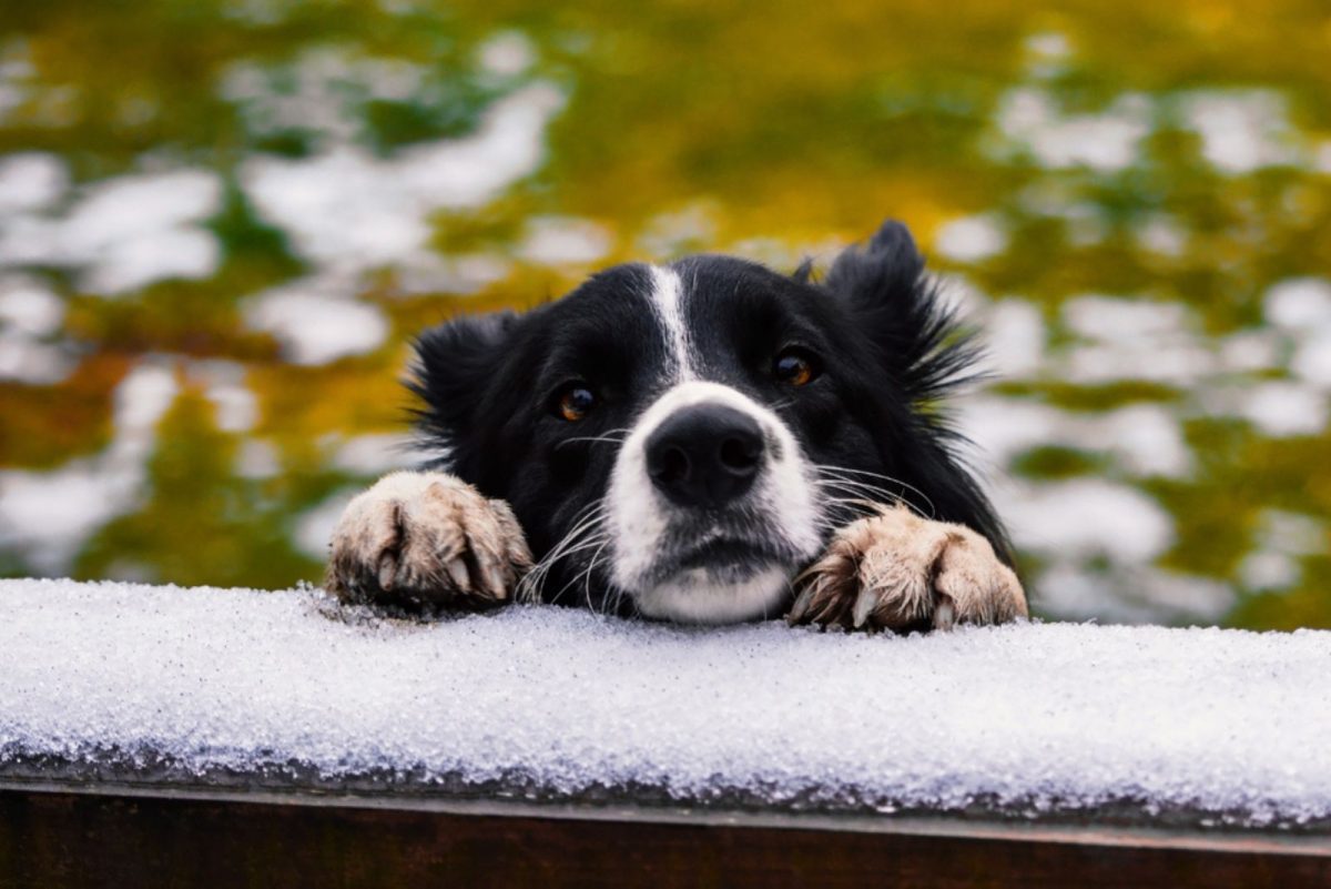 Why Is My Border Collie So Afraid Of People? Possible Causes