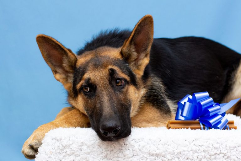 6 German Shepherd Spinal Problems That You Should Know About