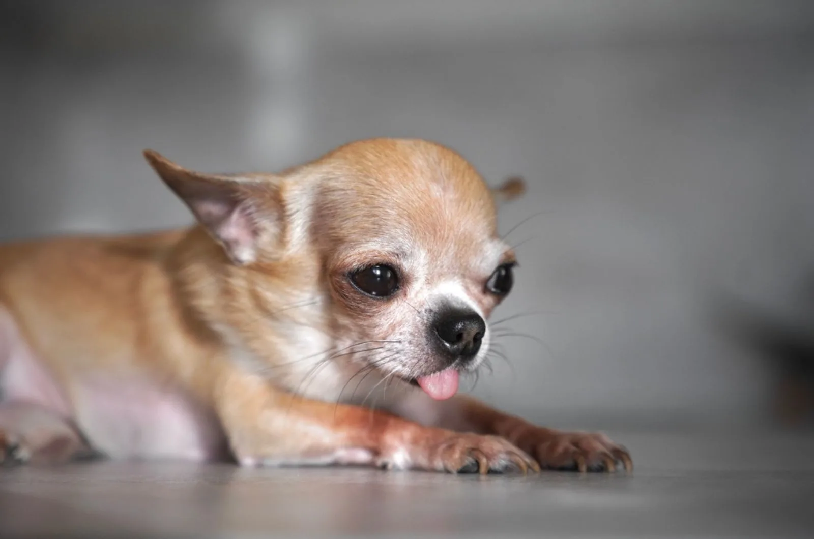 17 Reasons Why A Chihuahua Might Not Be Your Ideal Pet