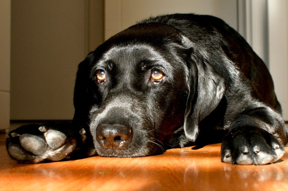 7 Labrador Hip Problems & How To Recognize Them