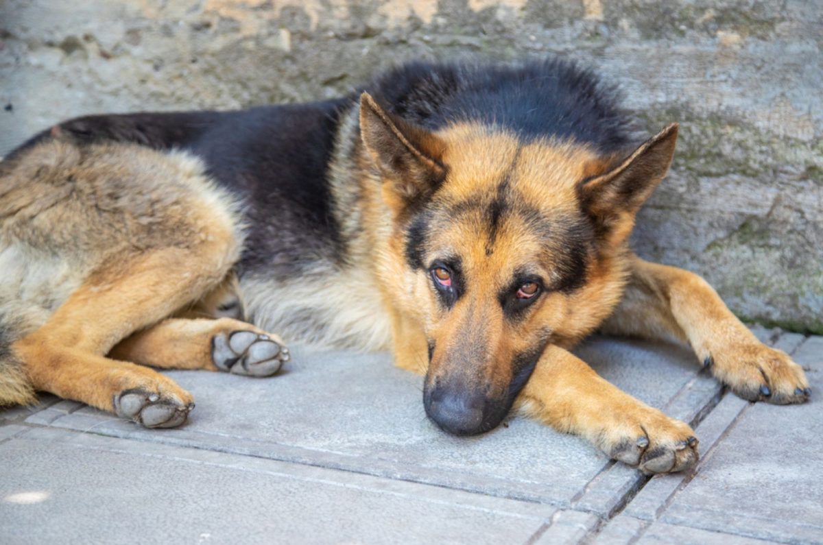 9 German Shepherd Cold Symptoms Not To Ignore