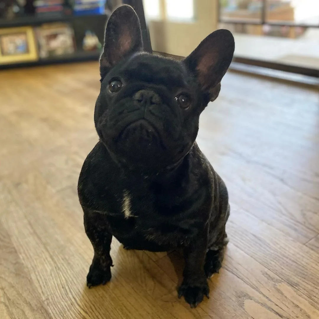 Meet The Black Brindle French Bulldog, A Short, Dark, And Handsome Fella
