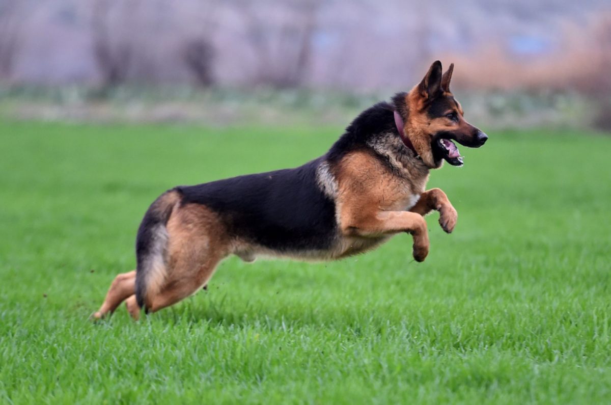 Straight Back German Shepherd: A Healthier GSD?