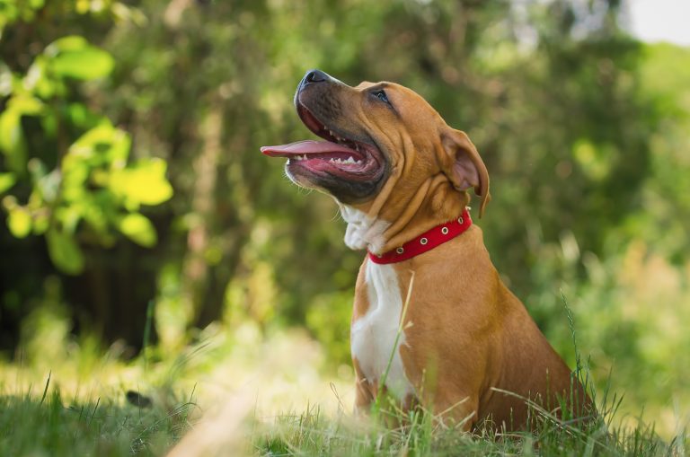 7 Proper Ways To Penalize Your Pitbull For Biting