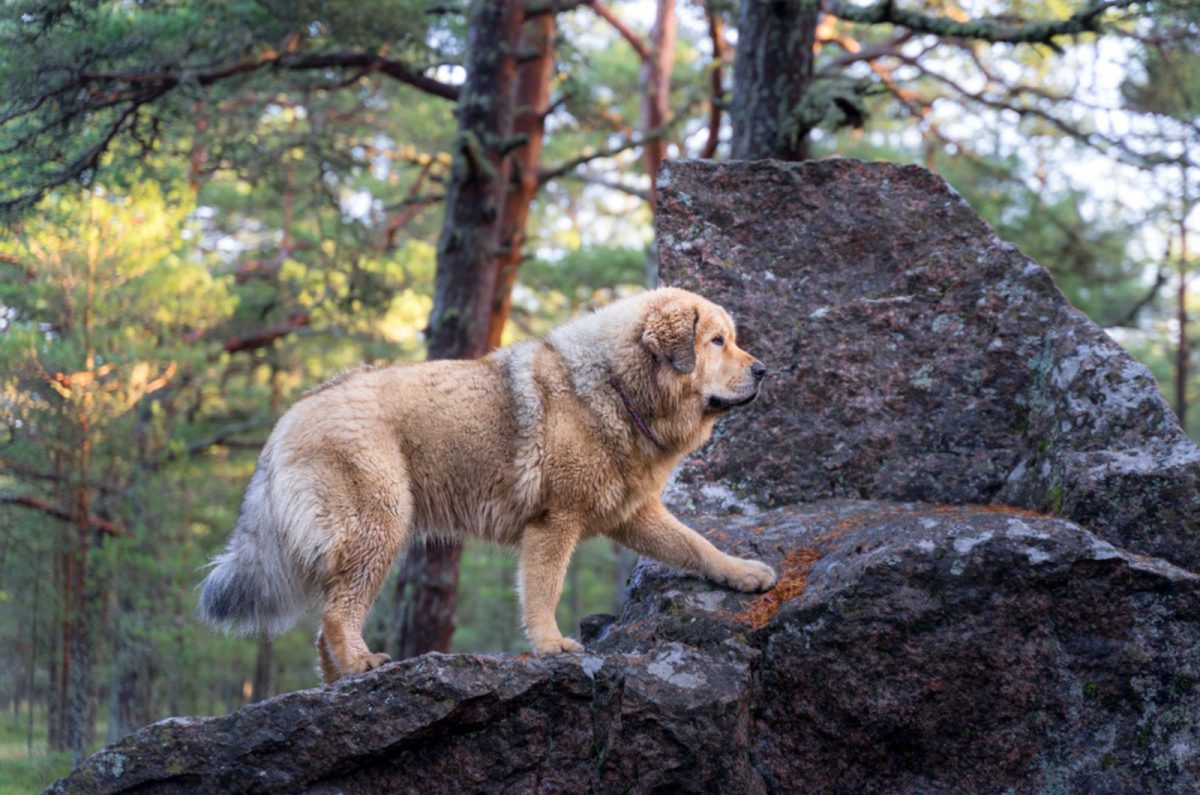 15 Mountain Dog Breeds That Will Make Your Hut Safer