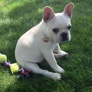 White French Bulldog: All About This Unique Frenchie