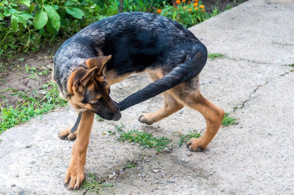German Shepherd Body Language: What Is Your Dog Telling You