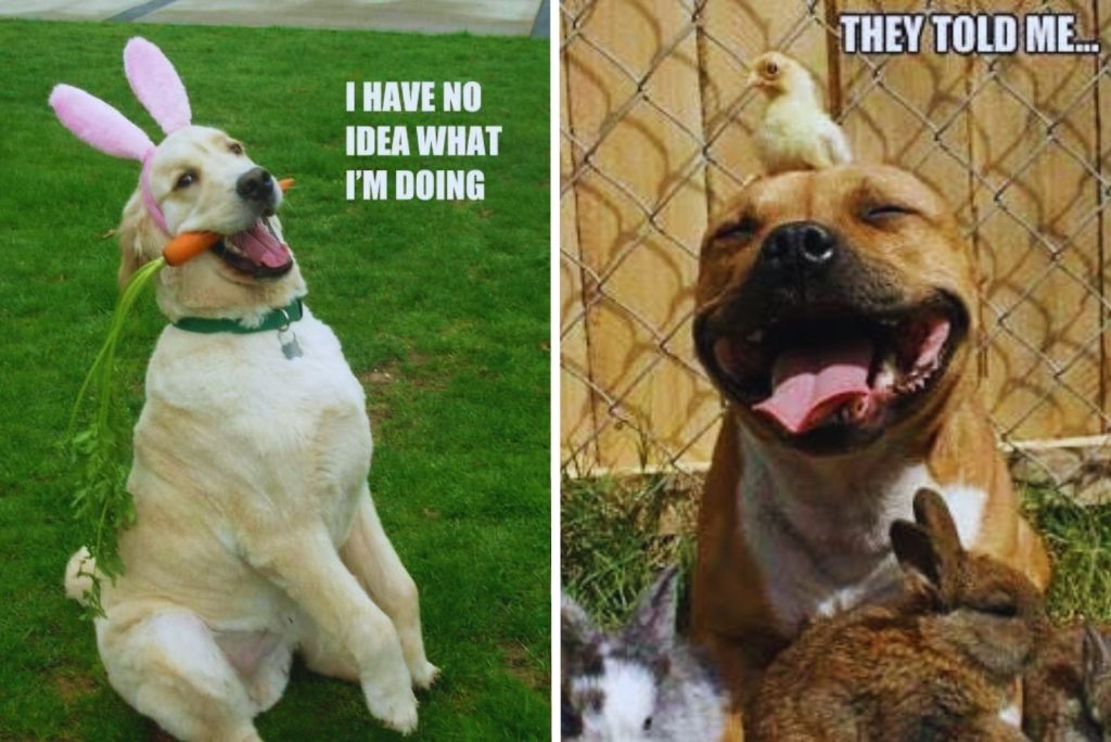 15 Funny Dog Memes To Wish You Happy And Joyful Easter