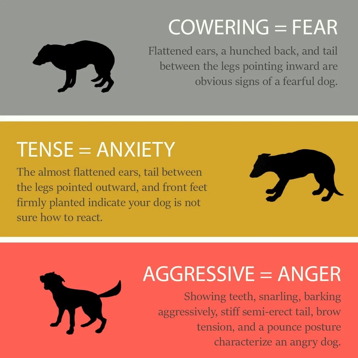 A Guide To Understanding Canine Emotions + Pictures
