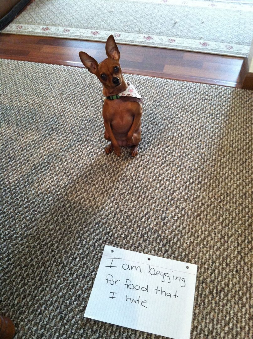 15 Dog Shaming Photos Of Pups Caught Red-Handed
