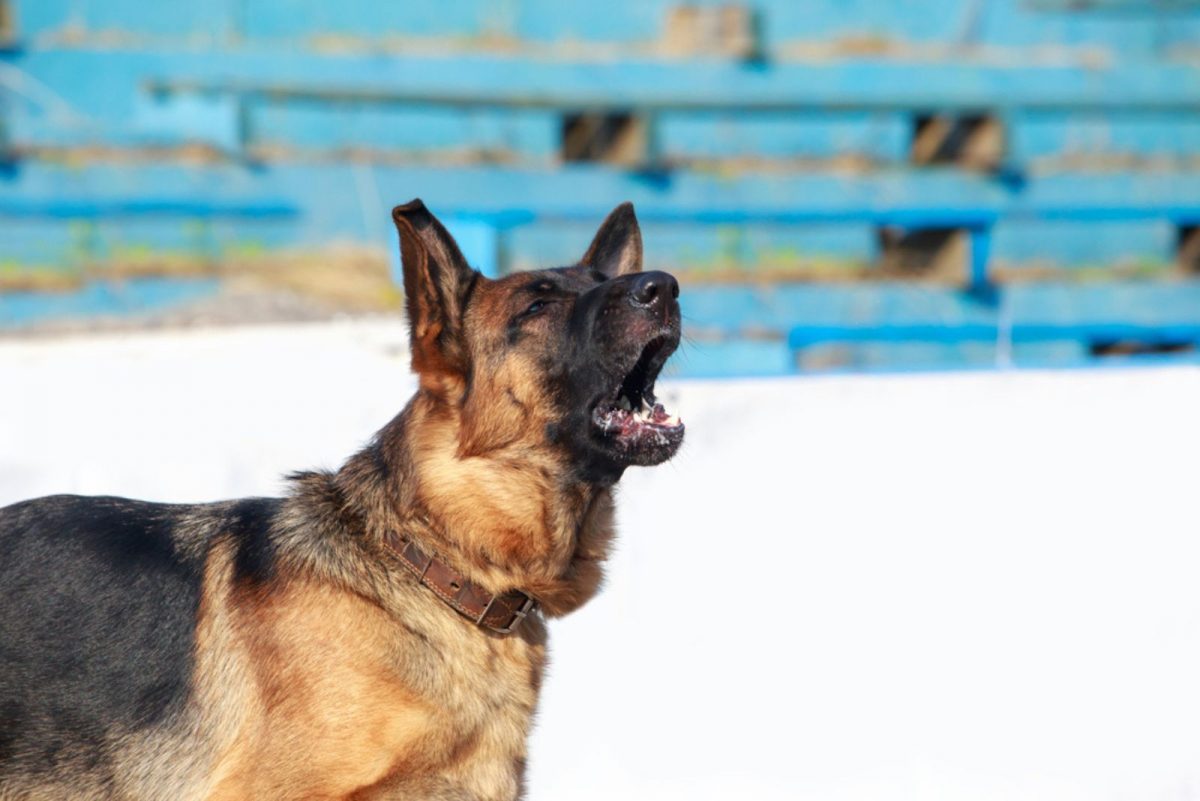 6 Key Steps On How To Train A German Shepherd To Protect You