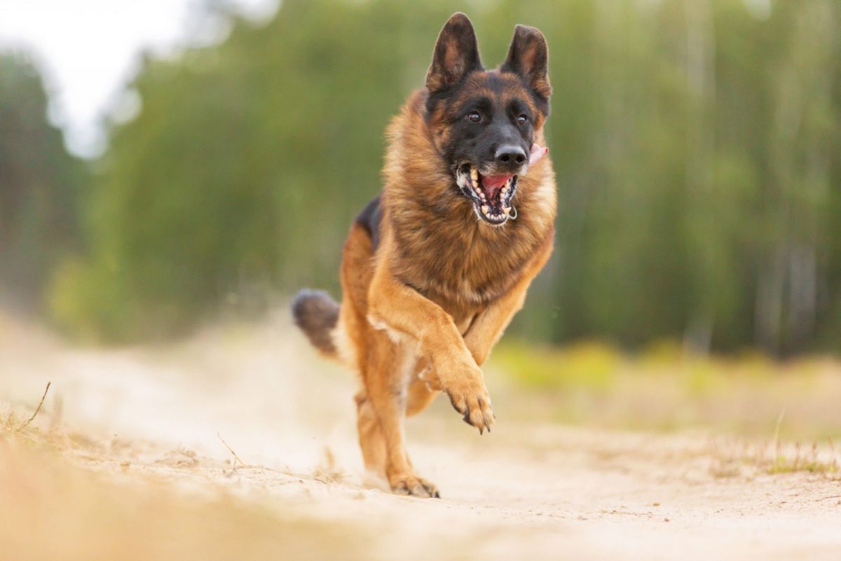 6 Key Steps On How To Train A German Shepherd To Protect You