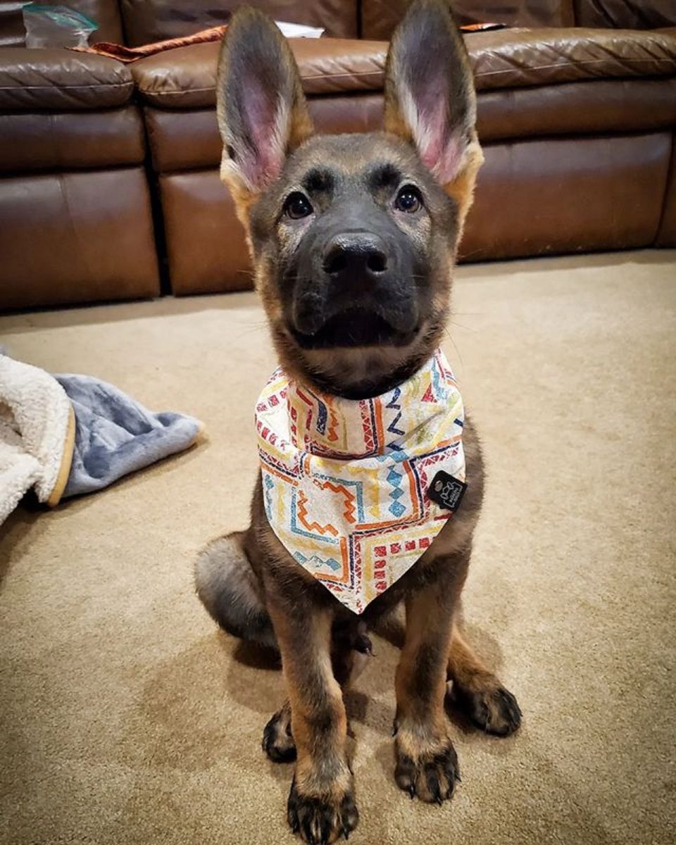 Say Hello To 13 Cutest Sable German Shepherds In The World