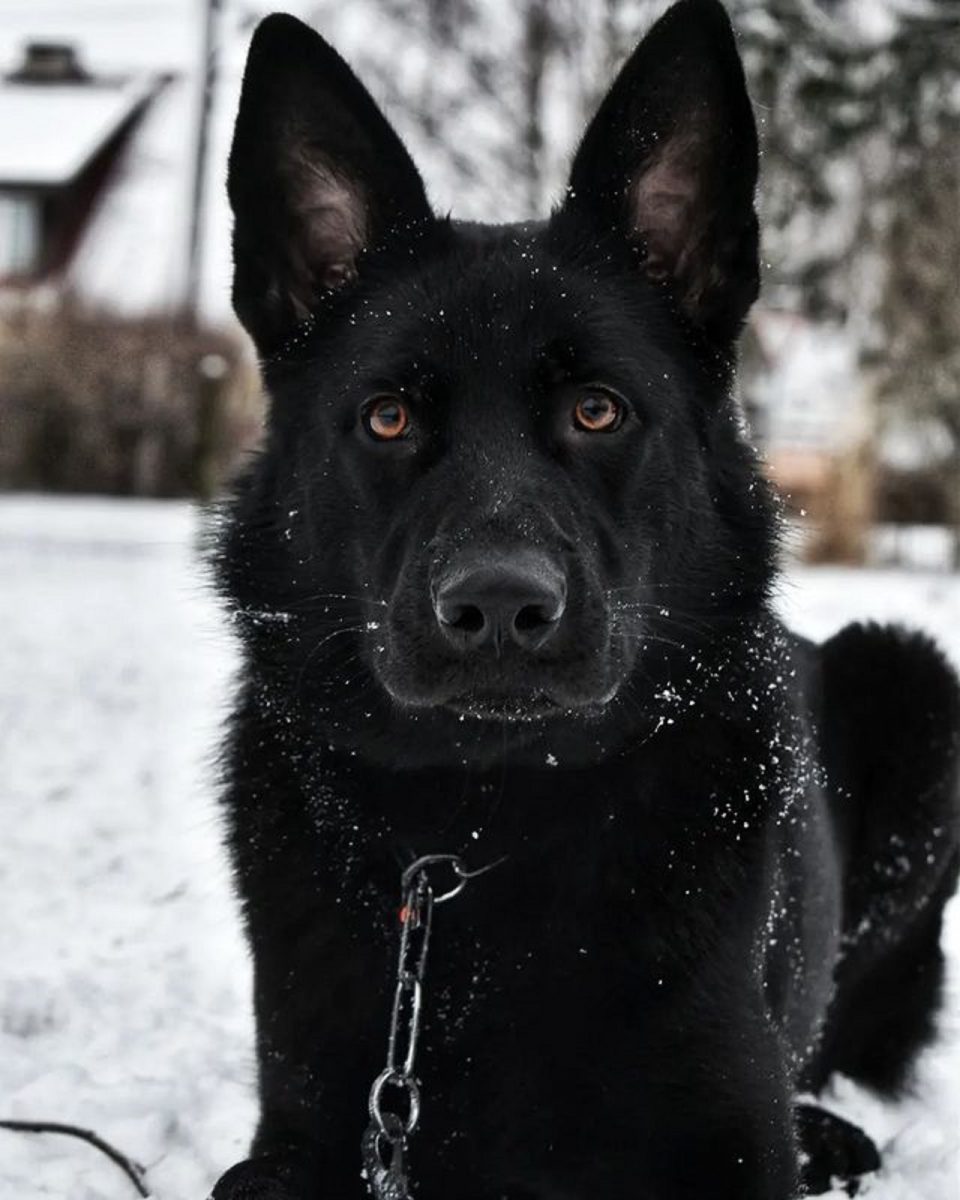 11 Black German Shepherds That Are Beyond Cute
