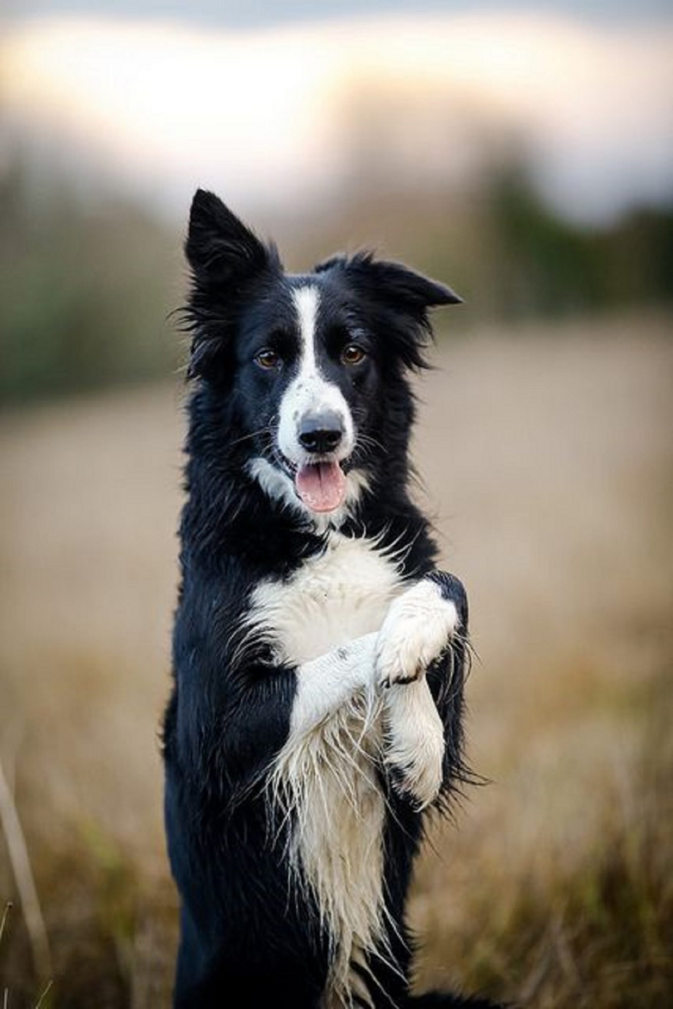 These 11 Mischievous Dog Breeds Are Famous For Their Unique Quirks